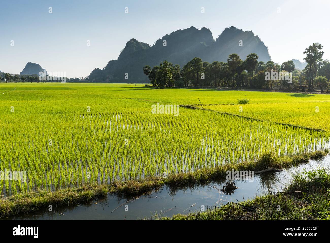 Rice fields, Hpa-An, Myanmar, Asia Stock Photo - Alamy