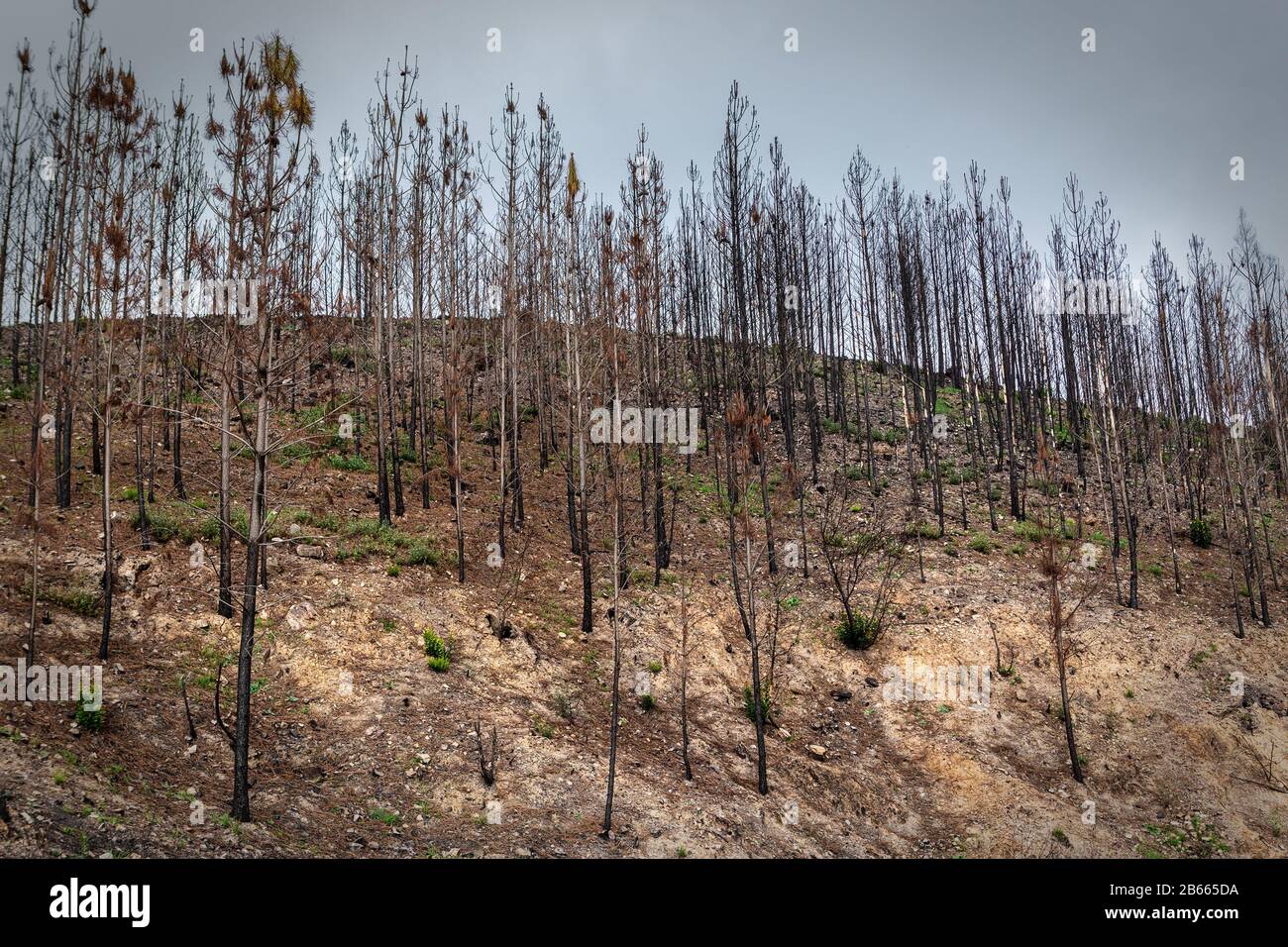 Burnt forest trees eucalyptus Monchique, Portugal, after fires. Natural ...