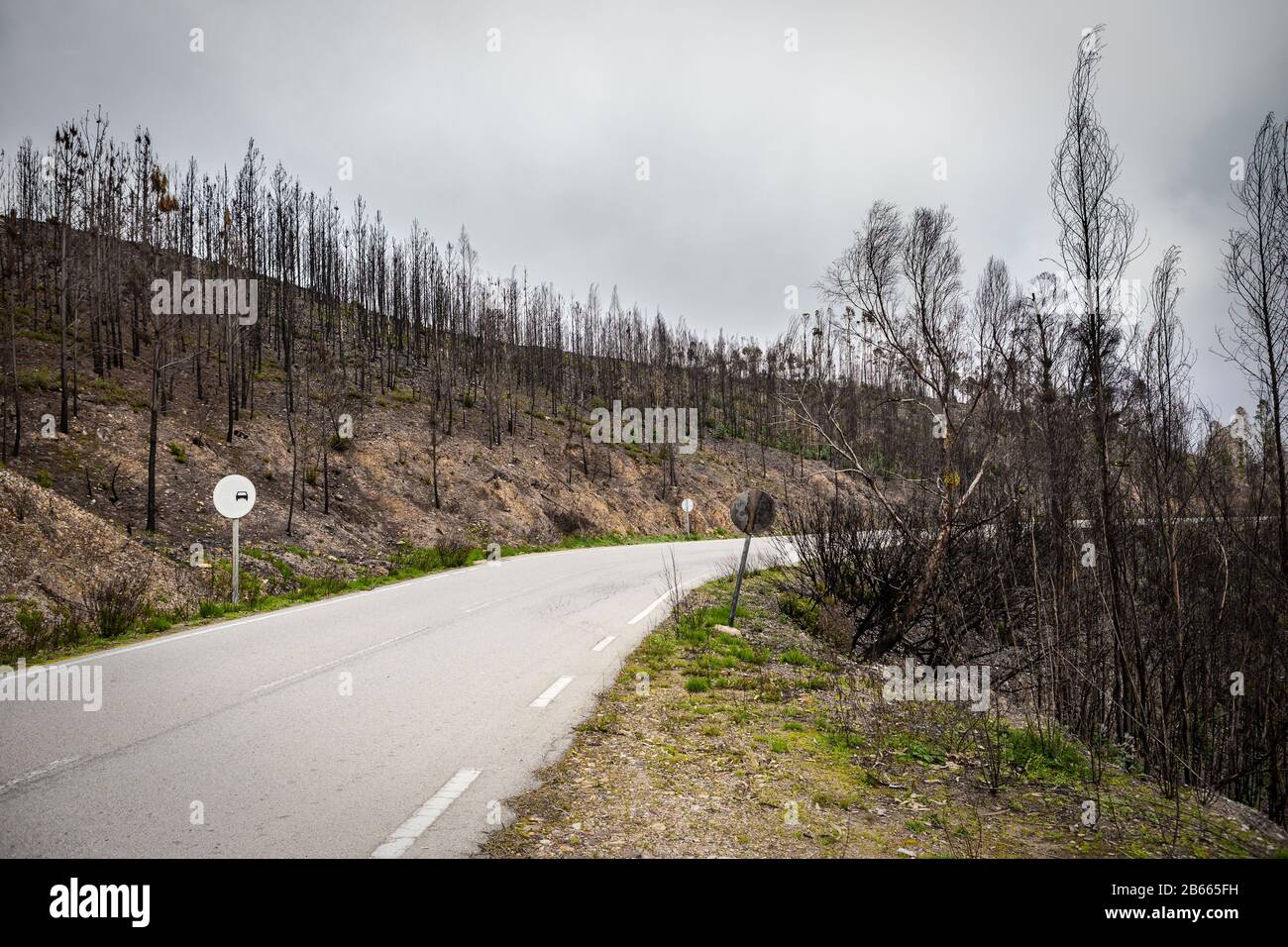 Carbonized trees hi-res stock photography and images - Alamy