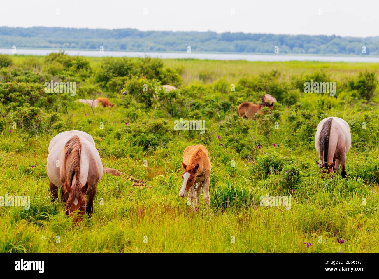 Hokkaido horse hi-res stock photography and images - Alamy