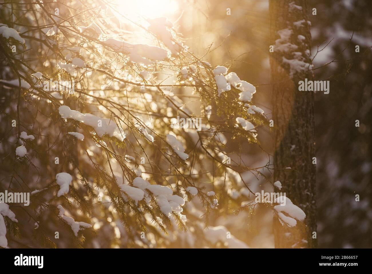 Sun beams flare breaking through winter fir and spruce tree forest ...
