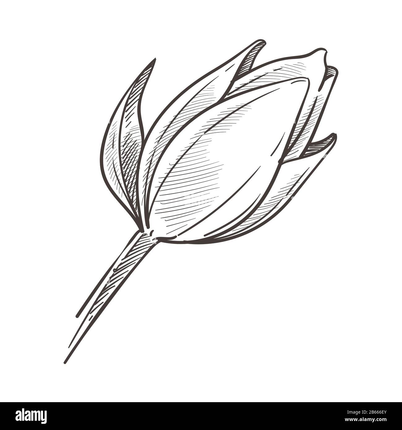 Closed bud of wild magnolia flower isolated sketch Stock Vector Image ...