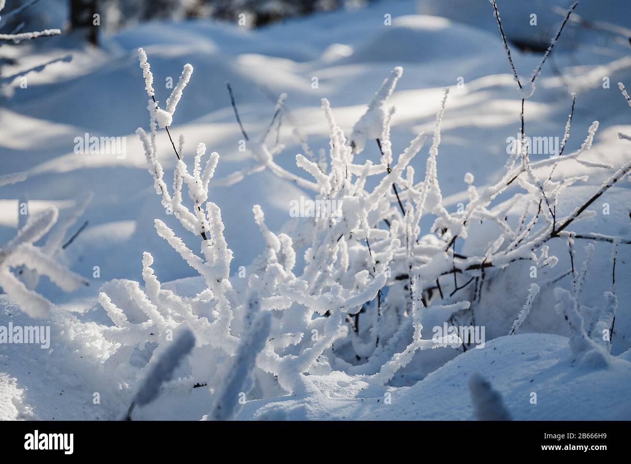 shrub with adhering snow and hoarfrost. The concept of a sharp cold ...