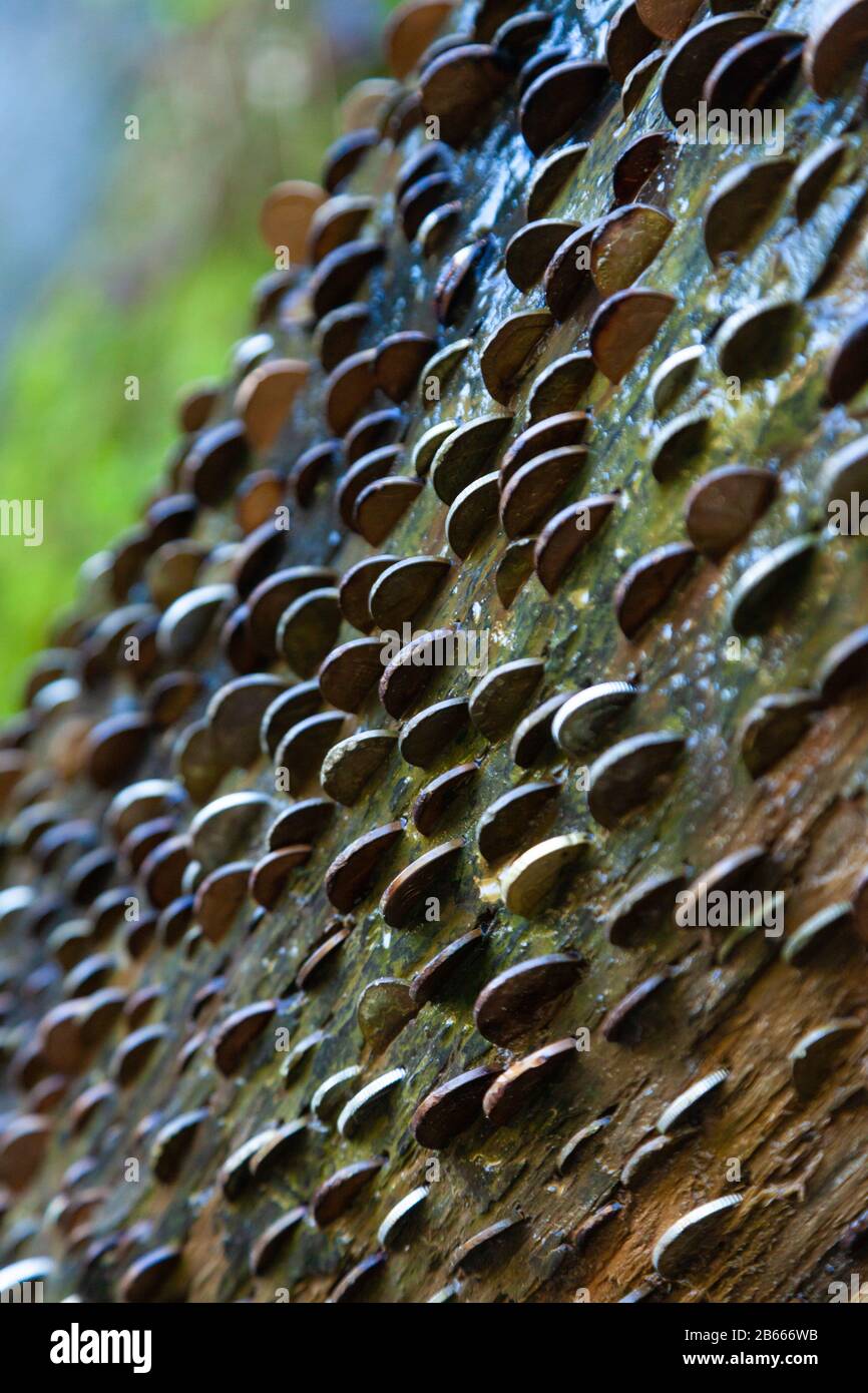 Money Tree with coins hammered into it's bark Stock Photo - Alamy