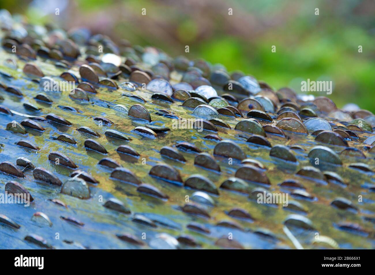 Money Tree with coins hammered into it's bark Stock Photo - Alamy