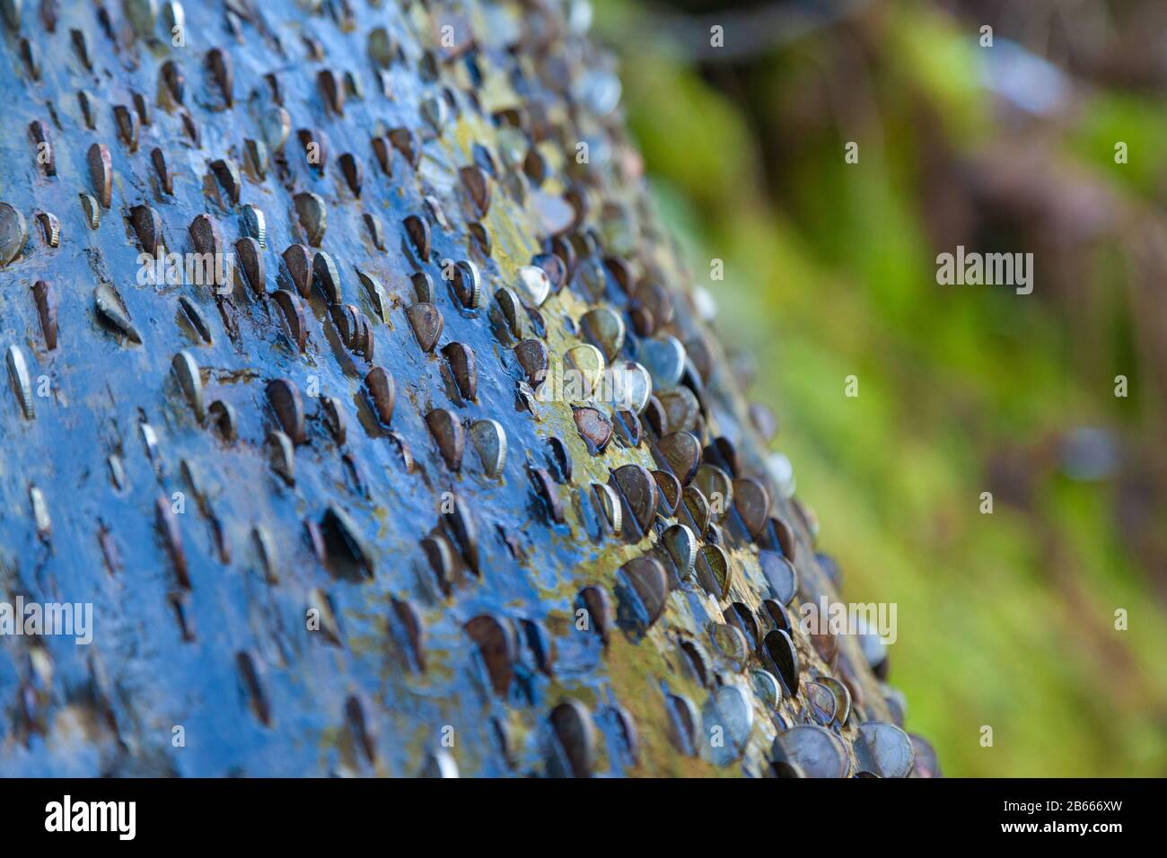 Money Tree with coins hammered into it's bark Stock Photo - Alamy