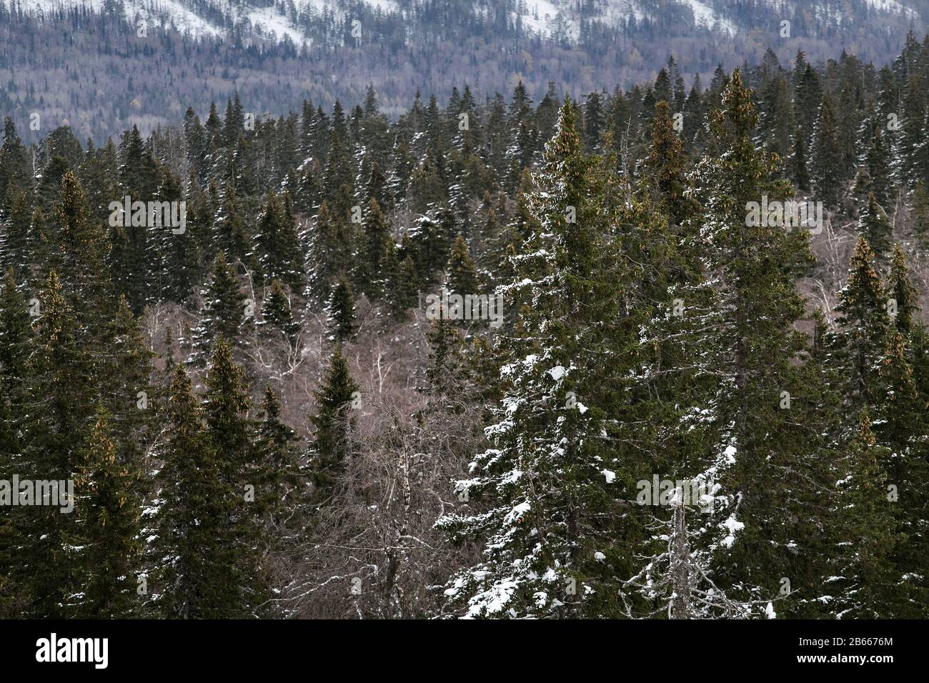 Aerial view of mixed forest with fir and deciduous trees during a ...