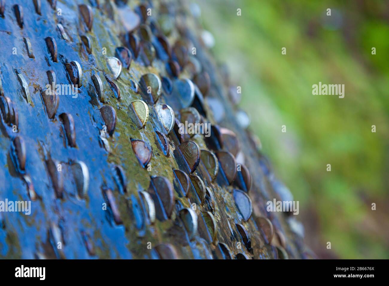 Money Tree with coins hammered into it's bark Stock Photo - Alamy