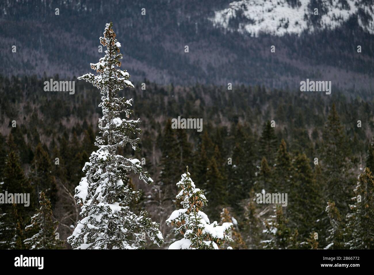 Tip of the tree hi-res stock photography and images - Alamy