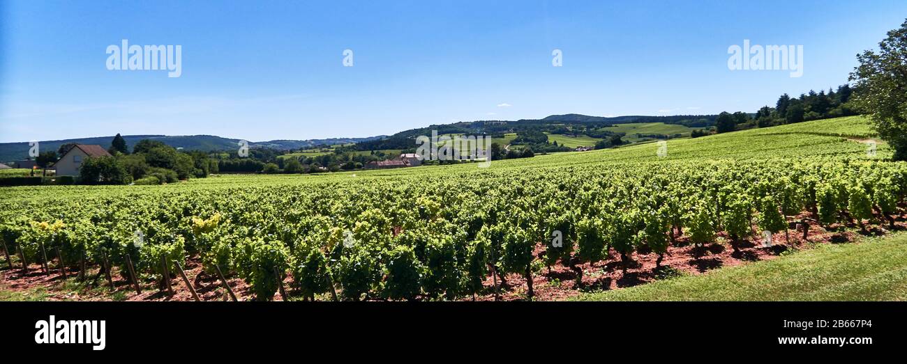Europe, France , Bourgogne-Franche-Comté, department, Mercurey, Wine ...