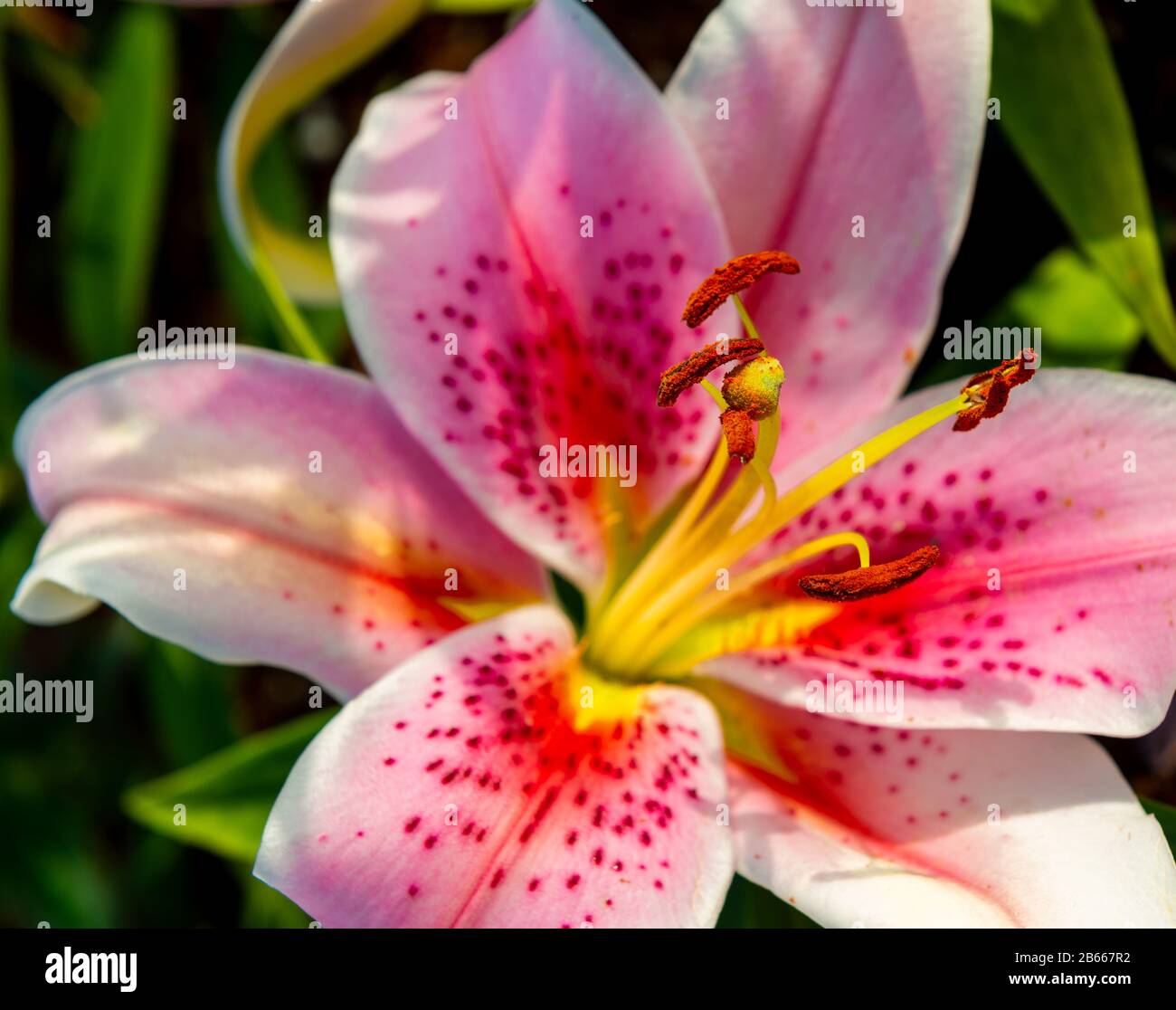 Lilium (true lilies) is a genus of herbaceous flowering plants growing ...