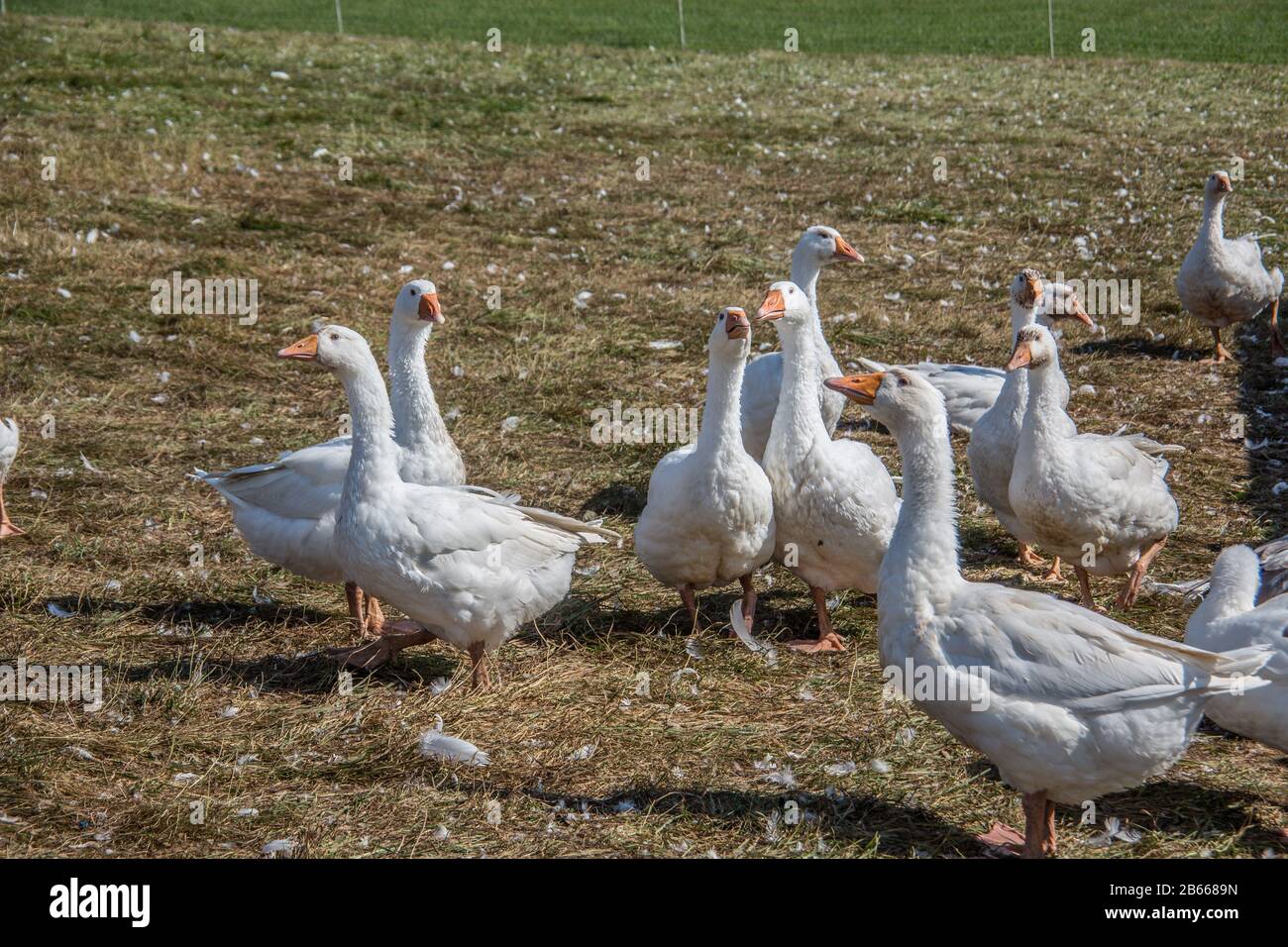Cackle hi-res stock photography and images - Alamy
