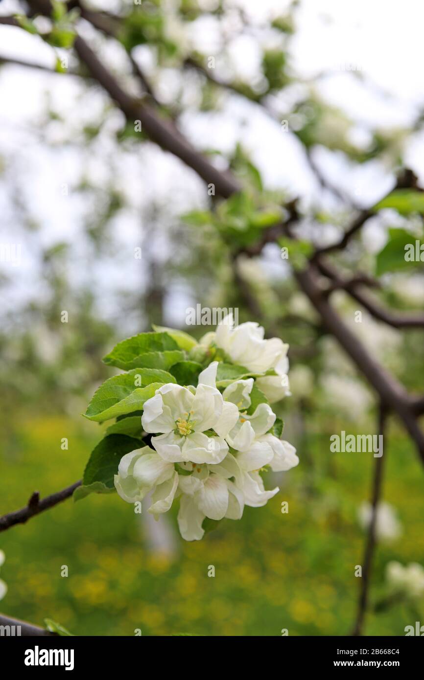 Tree branch with flowers wallpaper hi-res stock photography and images ...