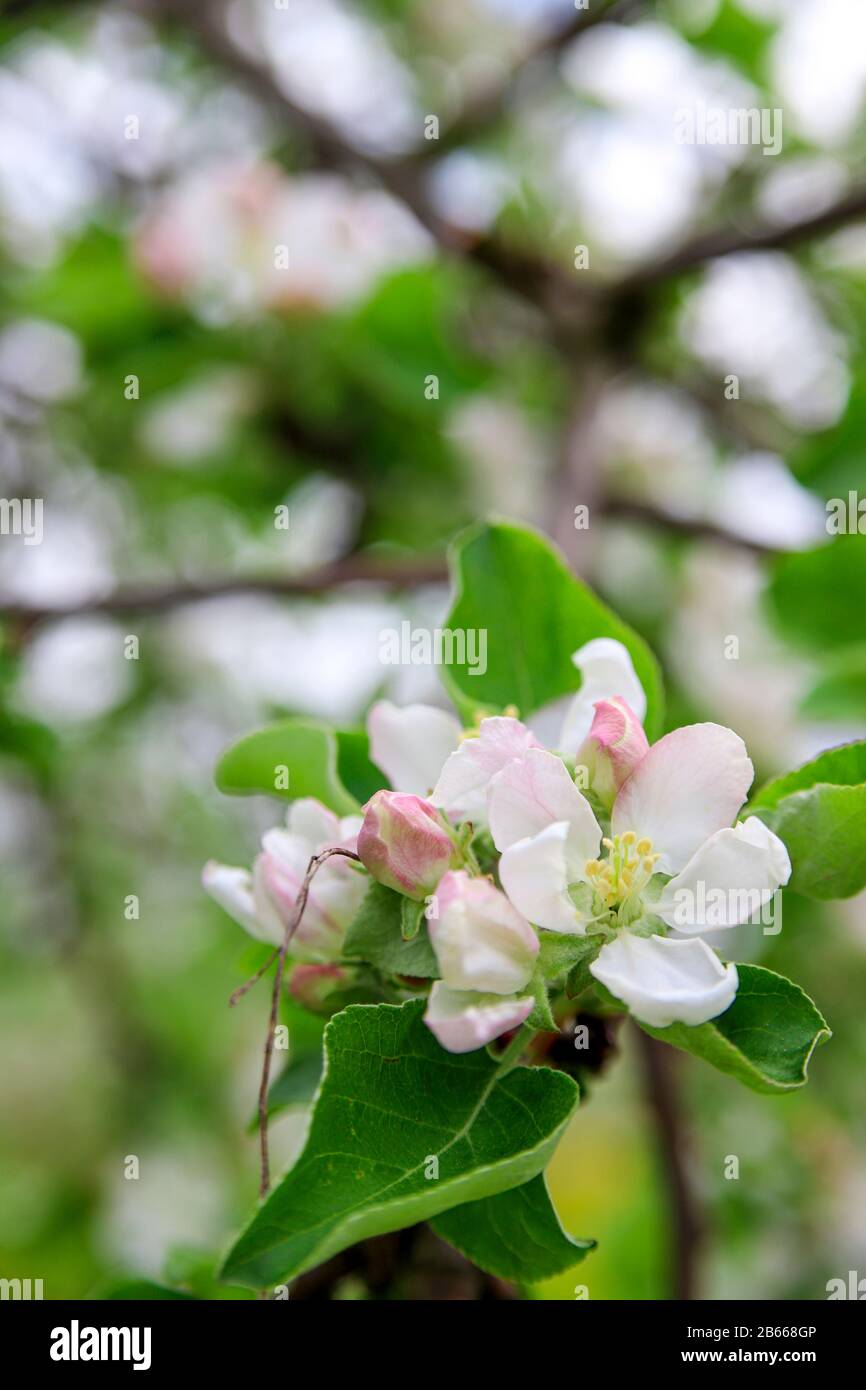 Spring apple blossom background. Fruit tree flowers Stock Photo - Alamy