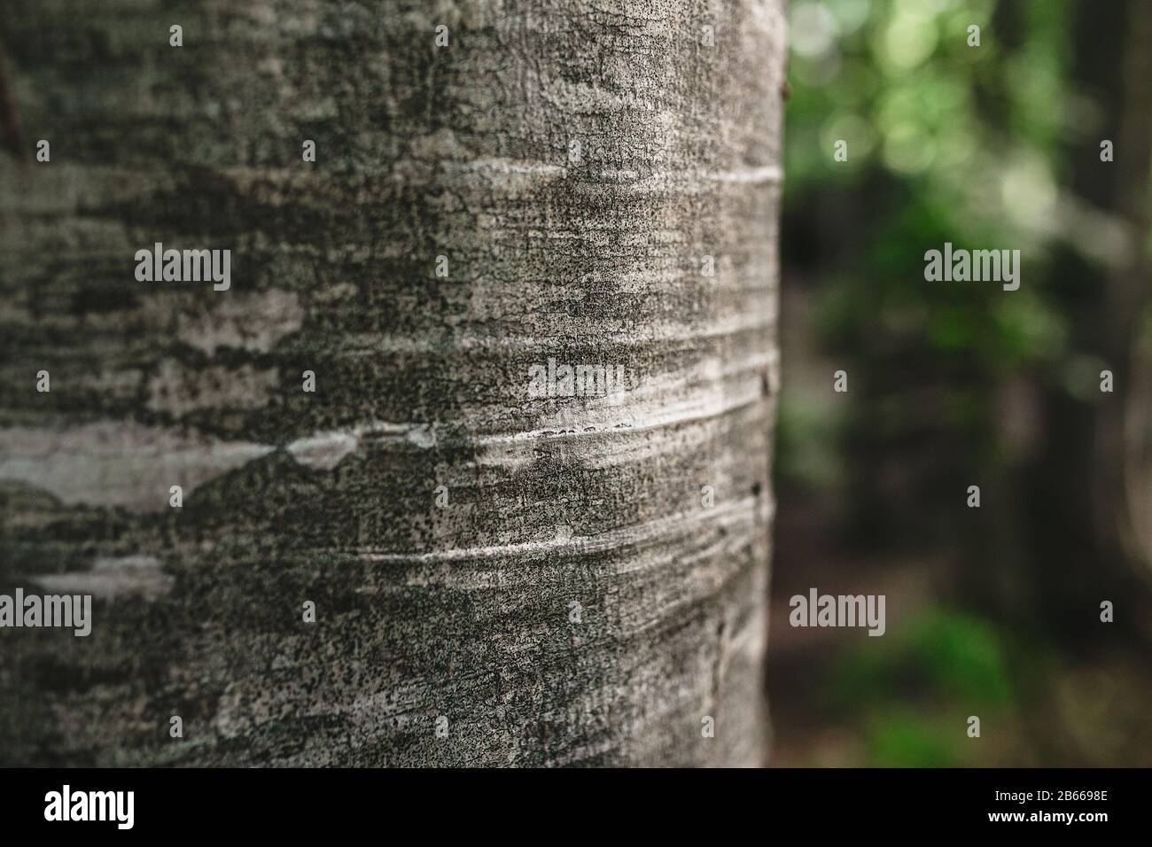 Beech bark close up in a dark fairy forest Stock Photo - Alamy