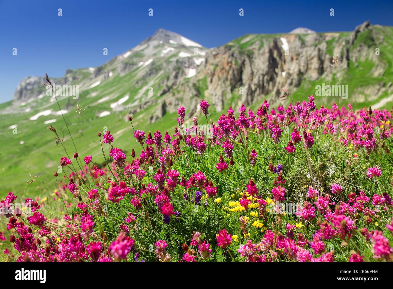 Early Spring Blooming Mountain Flowers 8 Of The Most Spectacular