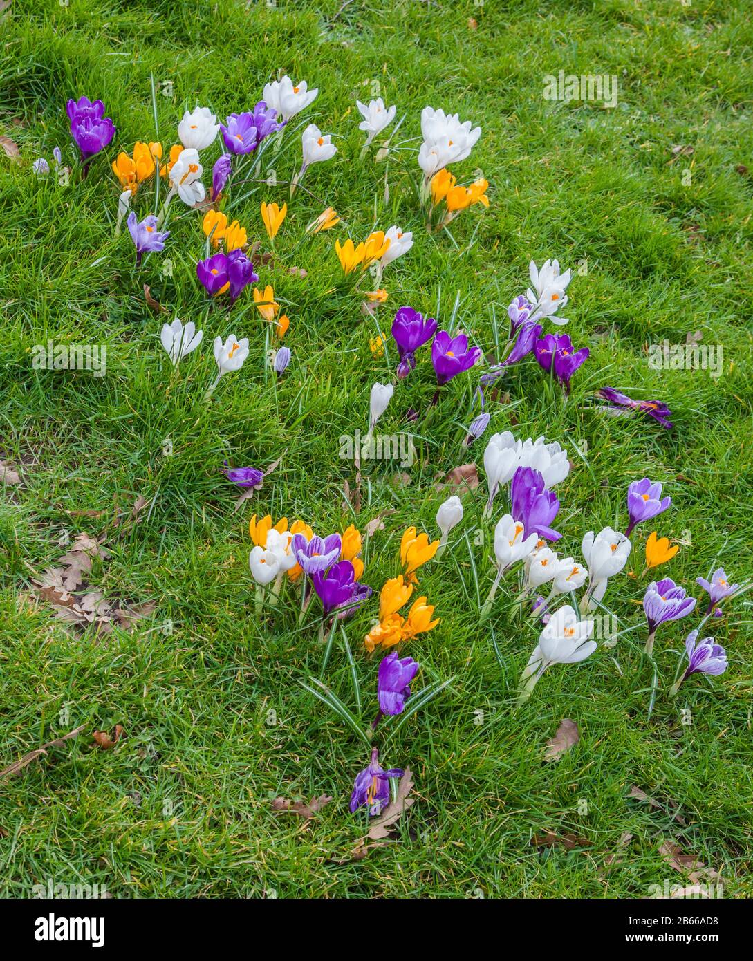 Crocus plants on a lawn in Sadberge,England,UK Stock Photo - Alamy