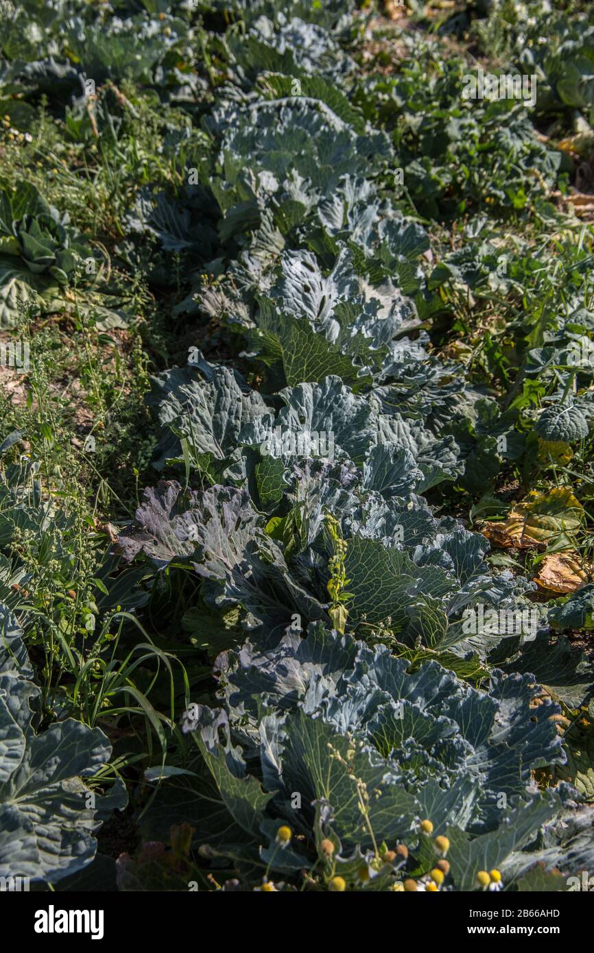 Cabbage growing in the field Stock Photo - Alamy