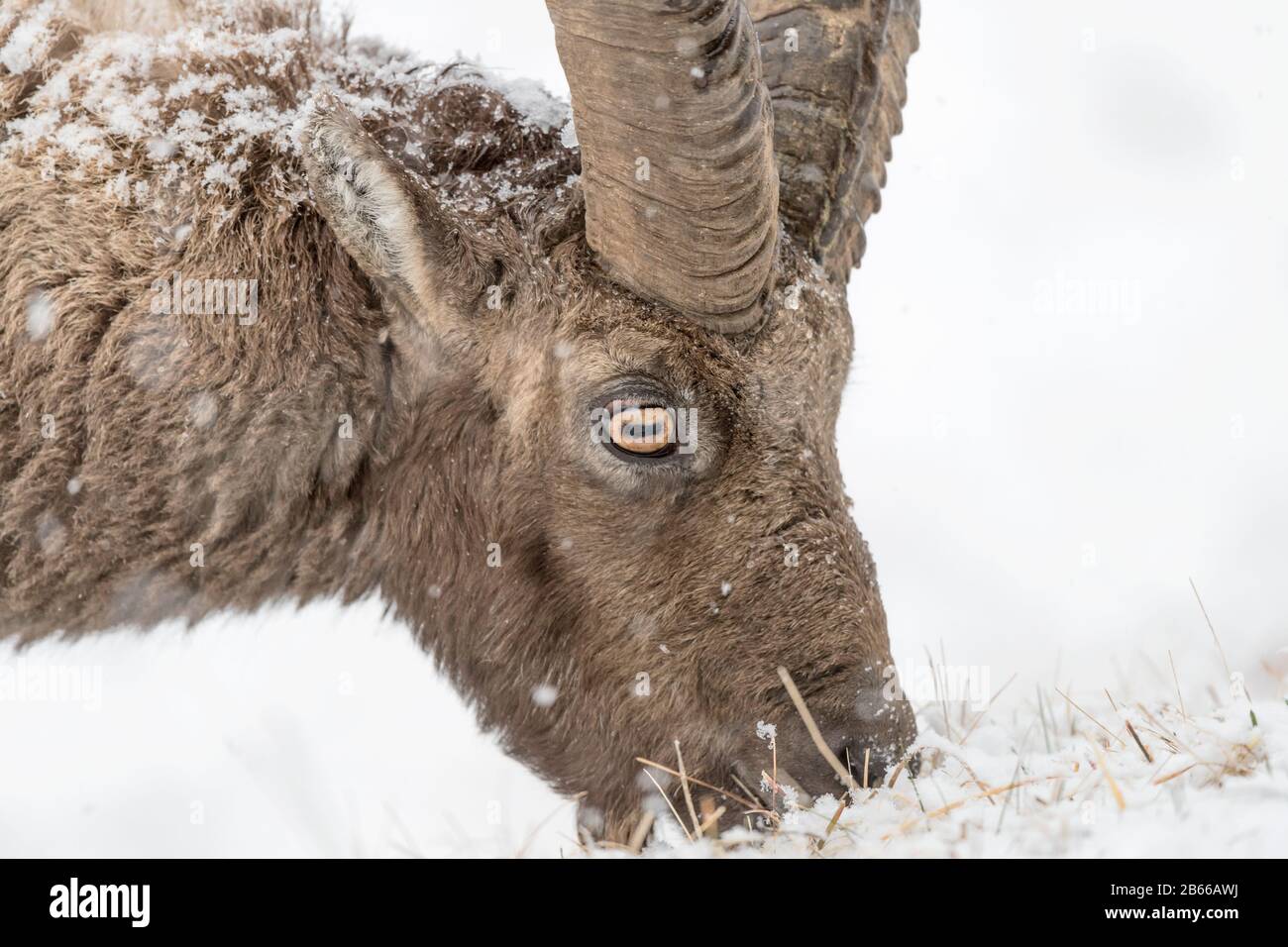 Alpine ibex on white background (Capra ibex Stock Photo - Alamy