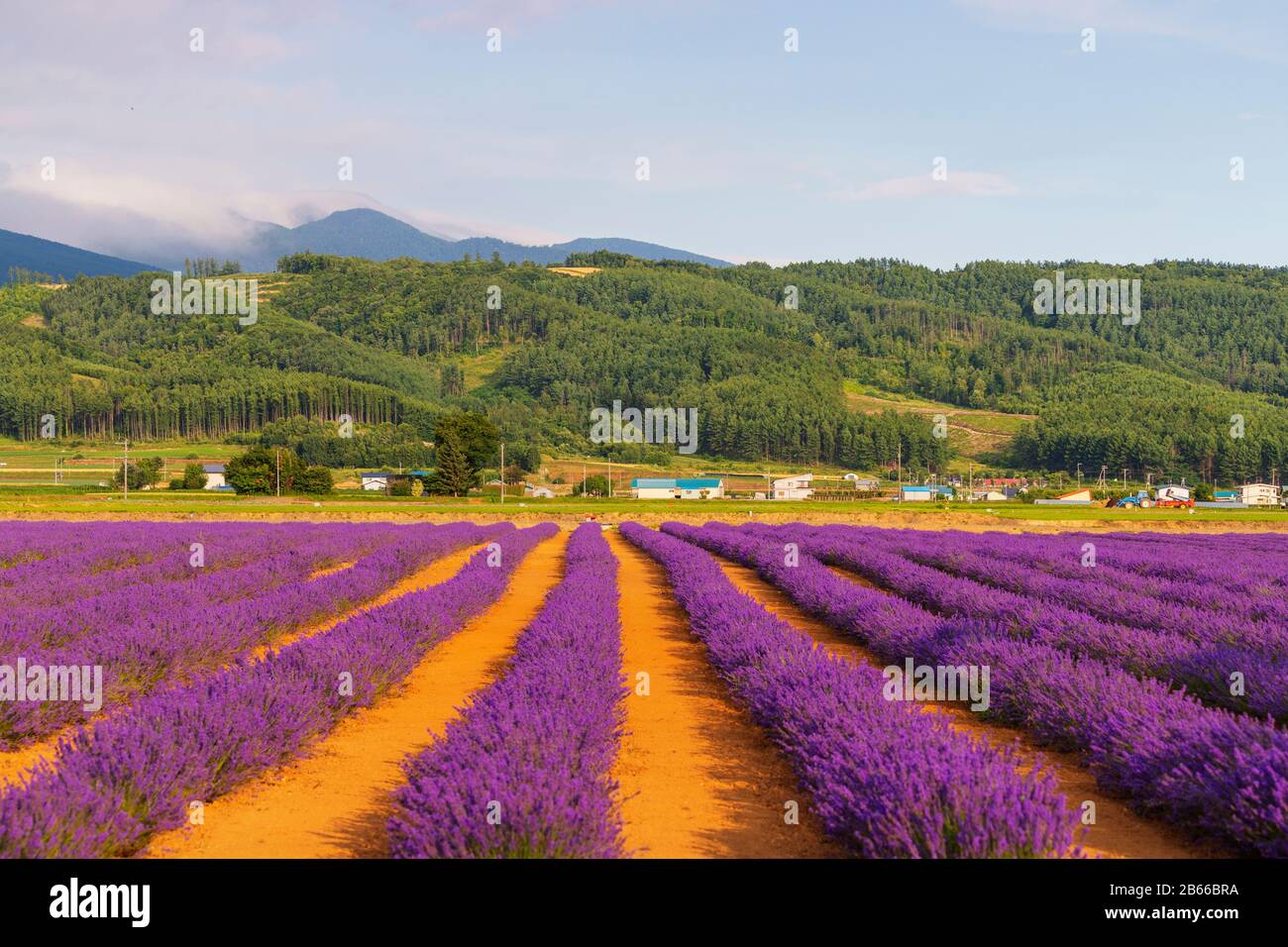 Lavender fields japan hi-res stock photography and images - Alamy