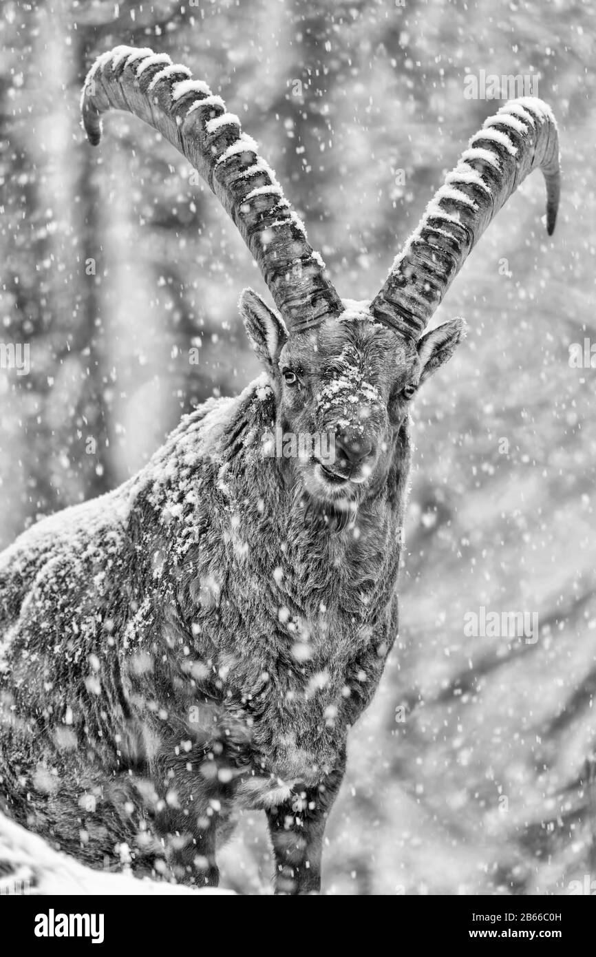 Ibex in the black background hi-res stock photography and images - Alamy