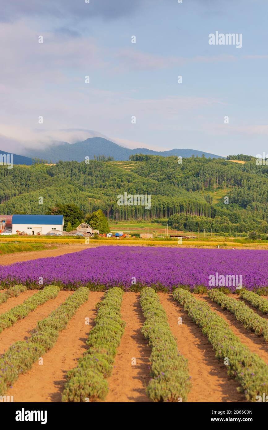 Hokkaido furano hi-res stock photography and images - Alamy