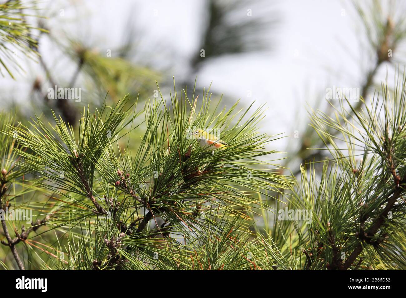 Chestnut flanked white eye hi-res stock photography and images - Alamy