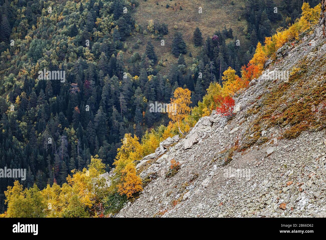 Majestic autumn yellow trees at mountain valley Stock Photo - Alamy