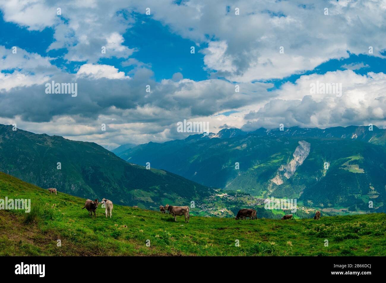 Swiss cows on high alpine pasture. Producing of milk in Switzerland ...