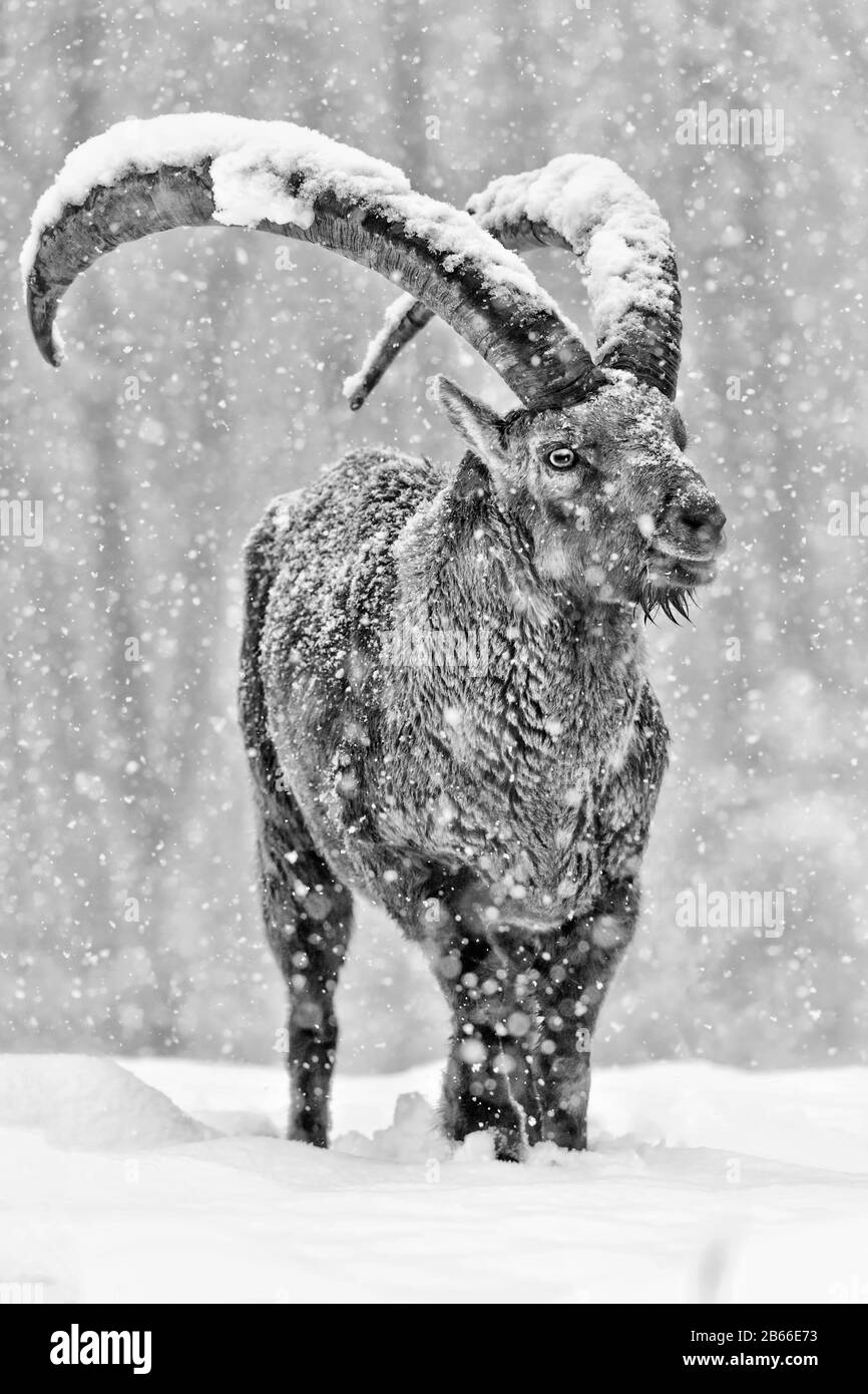 Ibex in the black background hi-res stock photography and images - Alamy