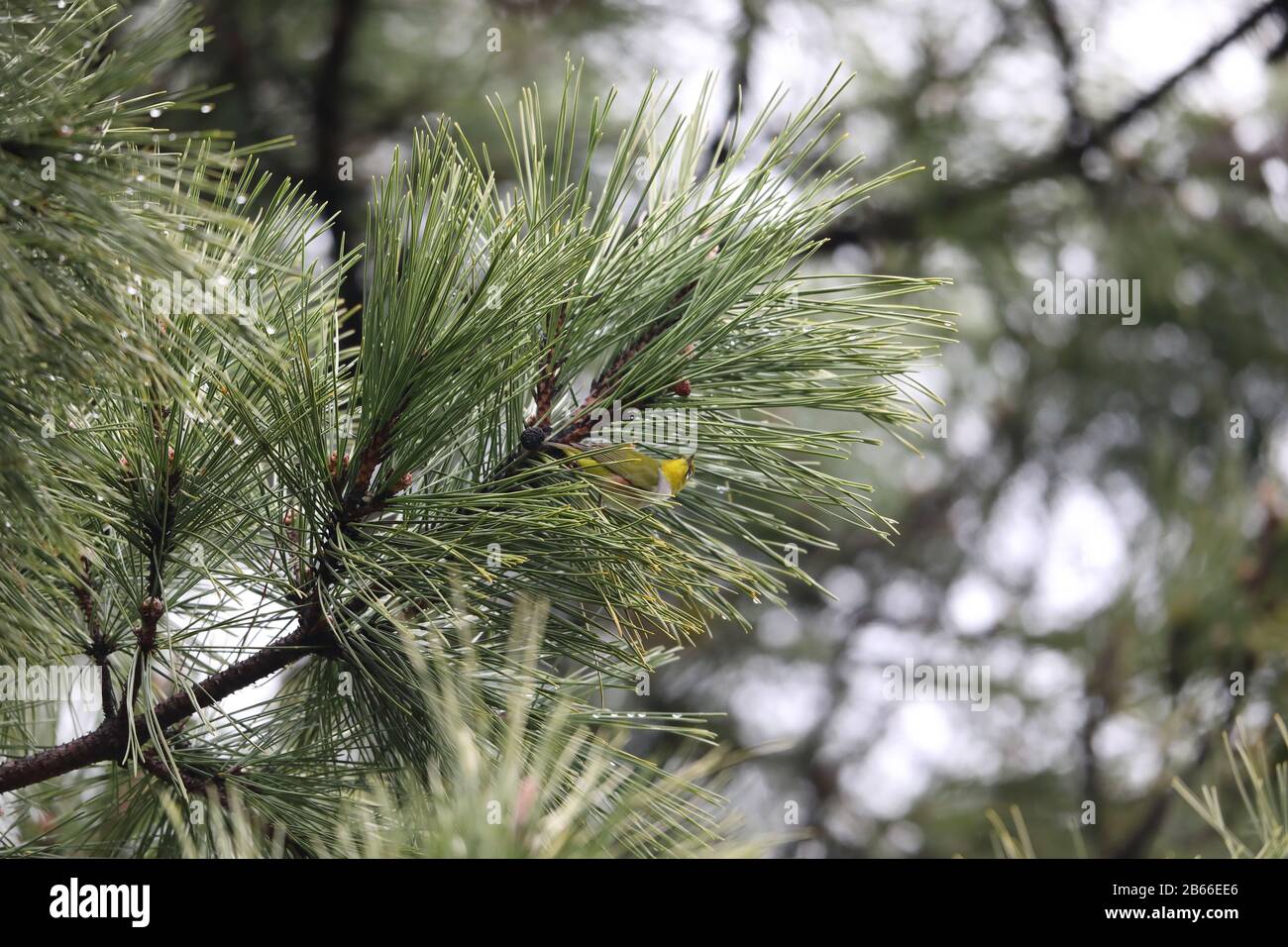 Zosterops erythropleurus hi-res stock photography and images - Alamy