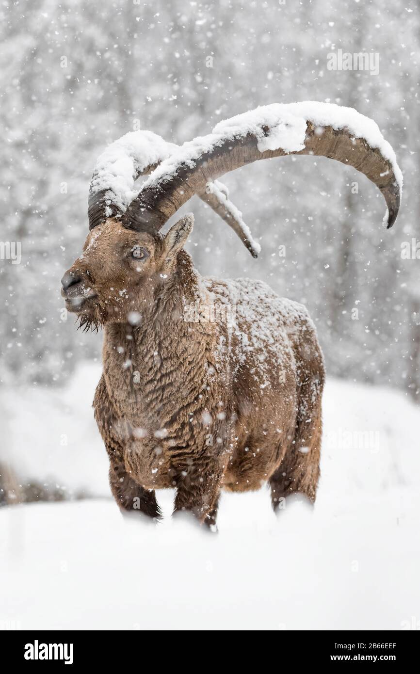 Ibex hi-res stock photography and images - Alamy