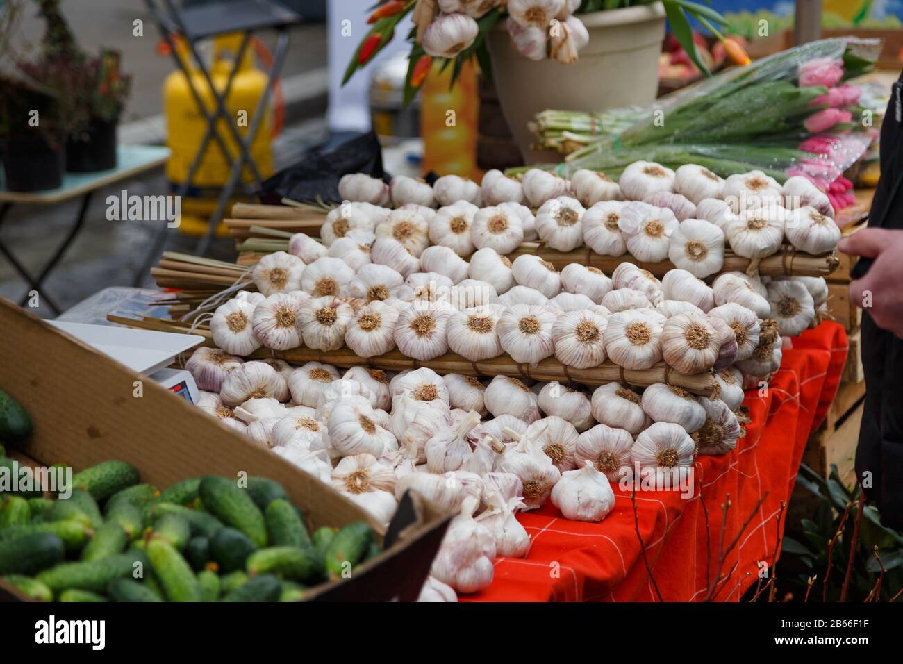 Group garlics on white hi-res stock photography and images - Alamy