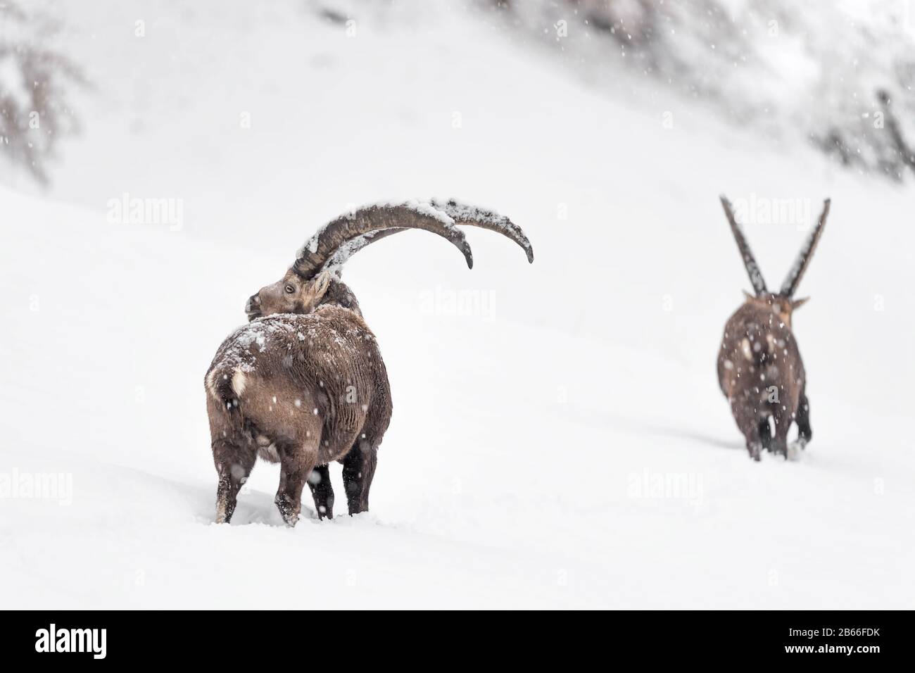 An herd of ibexes hi-res stock photography and images - Alamy