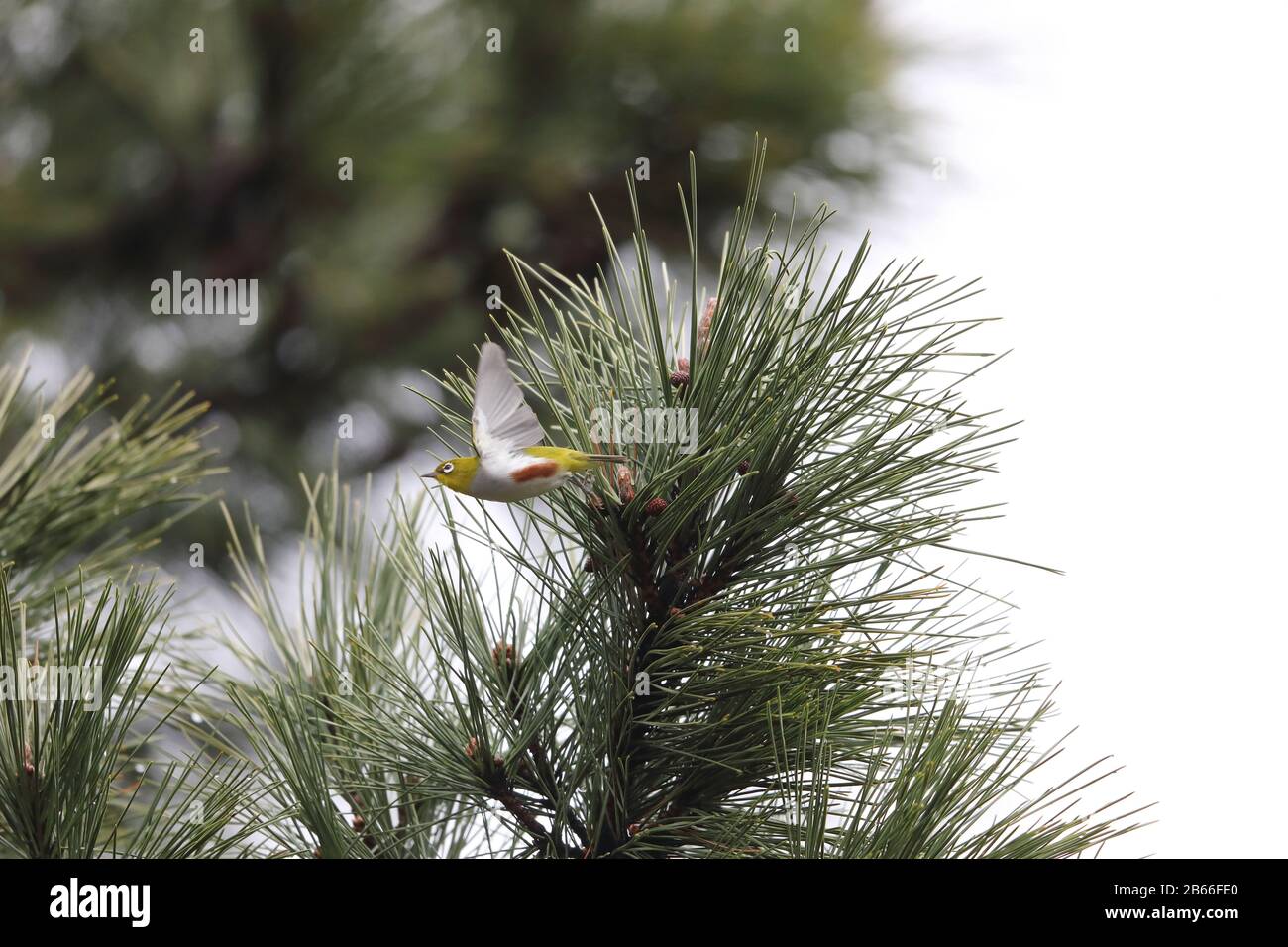 Chestnut-flanked white-eye (Zosterops erythropleurus) in Japan Stock ...