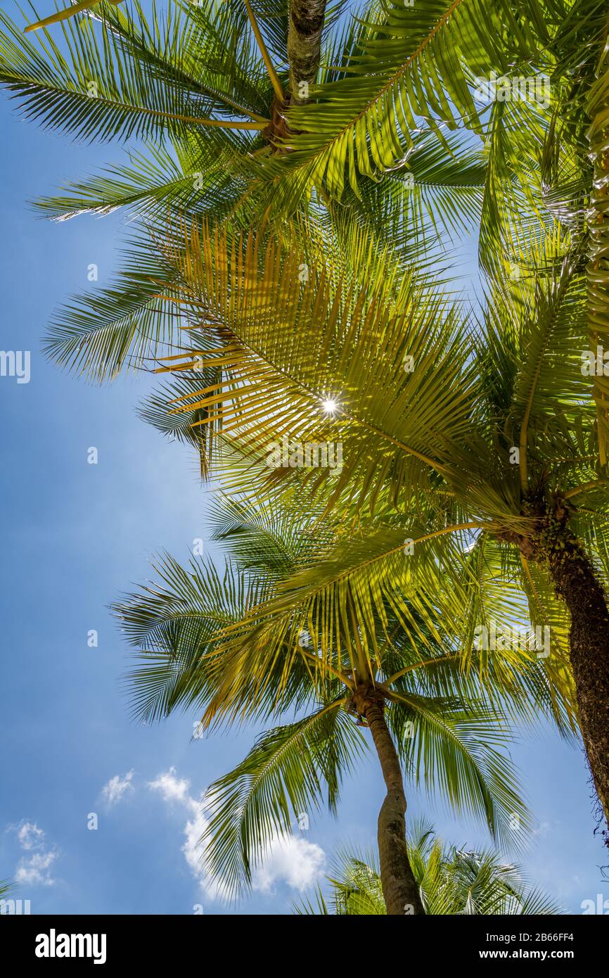 Coconut trees at the tropical beach Stock Photo - Alamy
