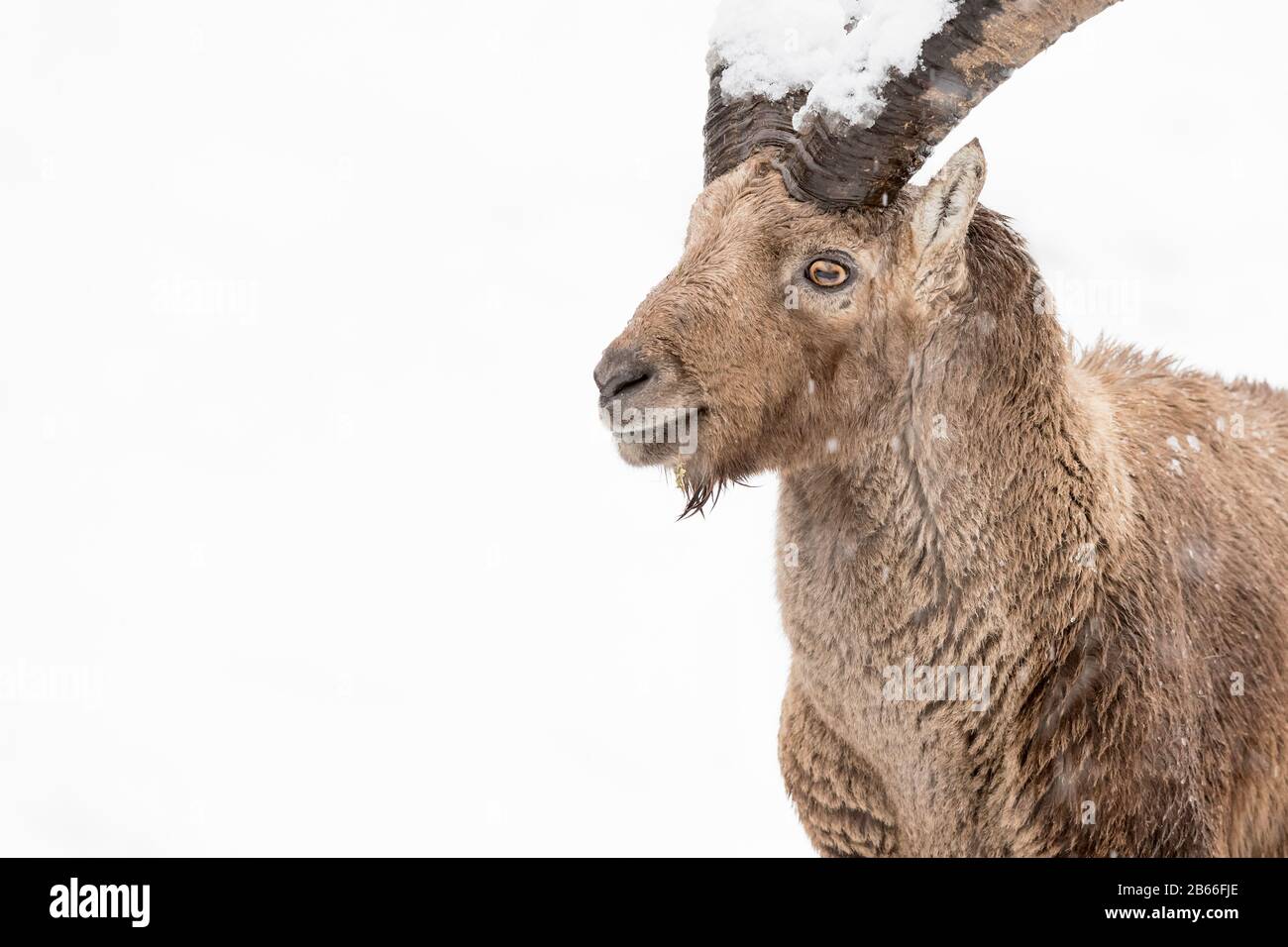 Alpine ibex on white background (Capra ibex Stock Photo - Alamy
