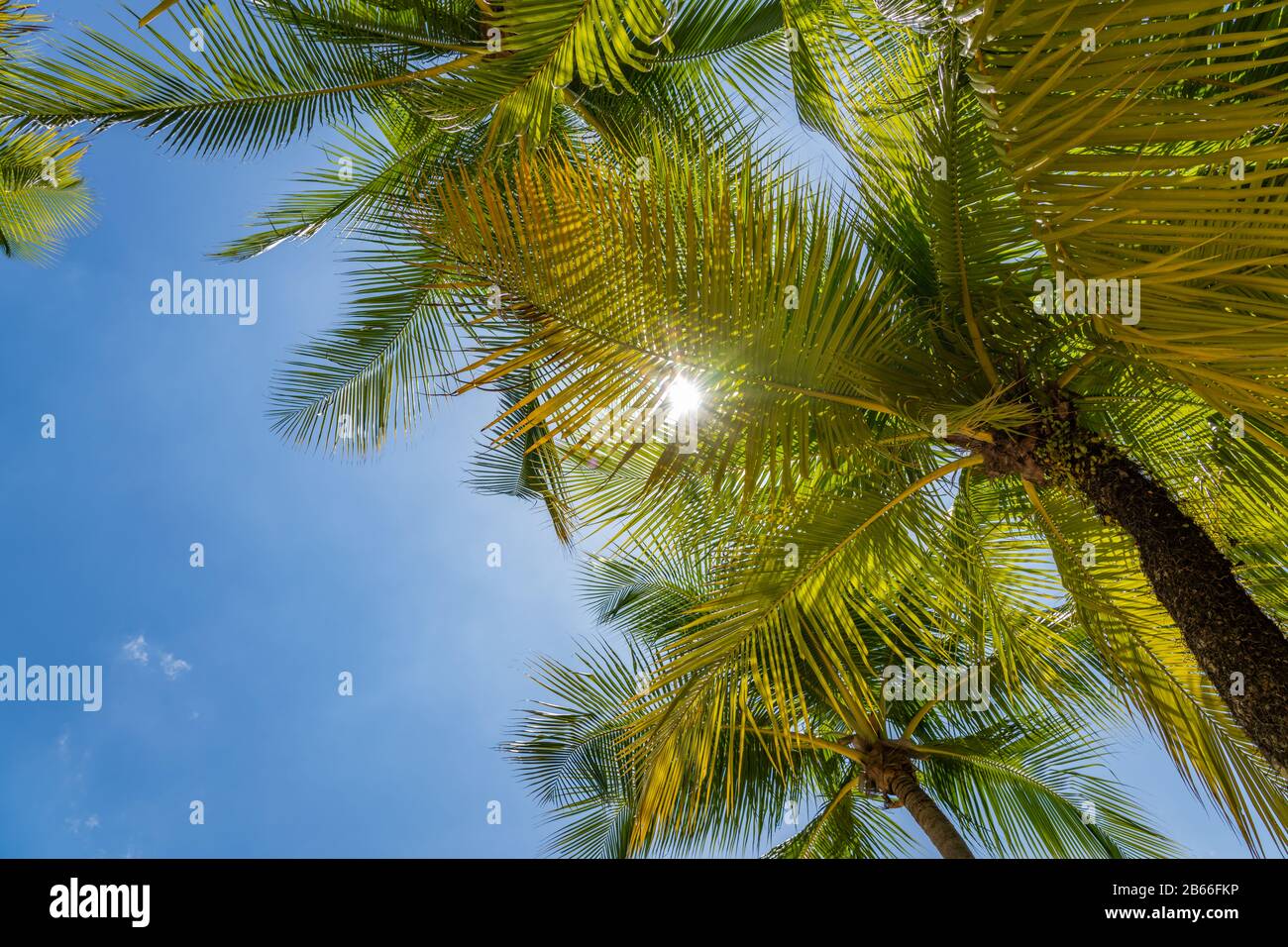 Coconut trees at the tropical beach Stock Photo - Alamy
