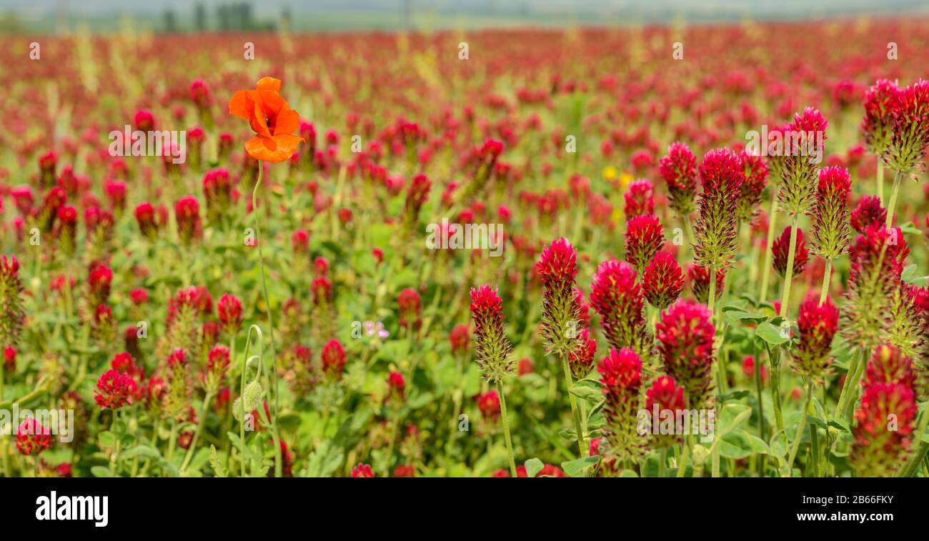 field of red clover with one corn poppy flower, landscape Stock Photo ...