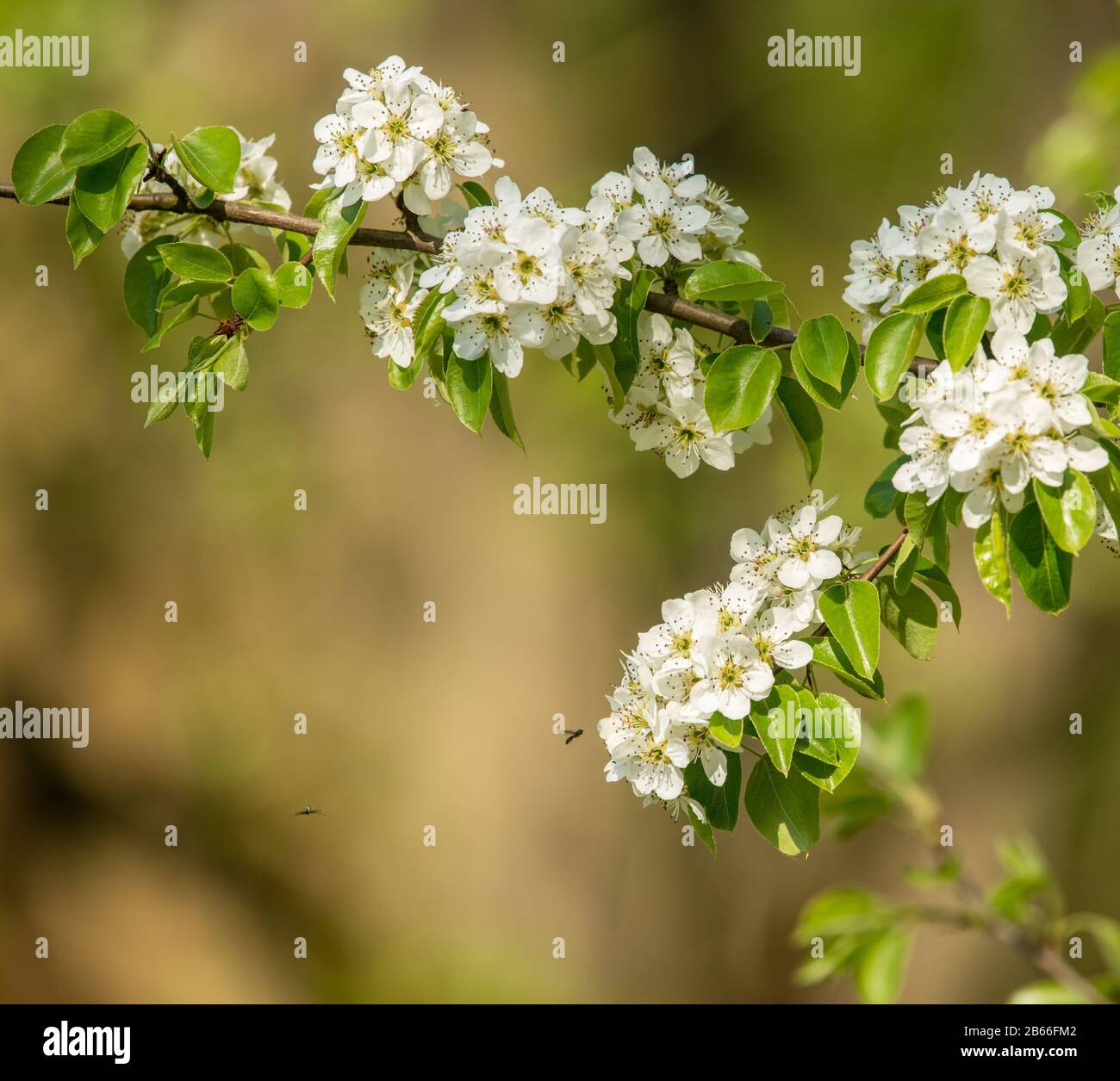 white blossoms on pear tree in spring, insect flying around, detail ...