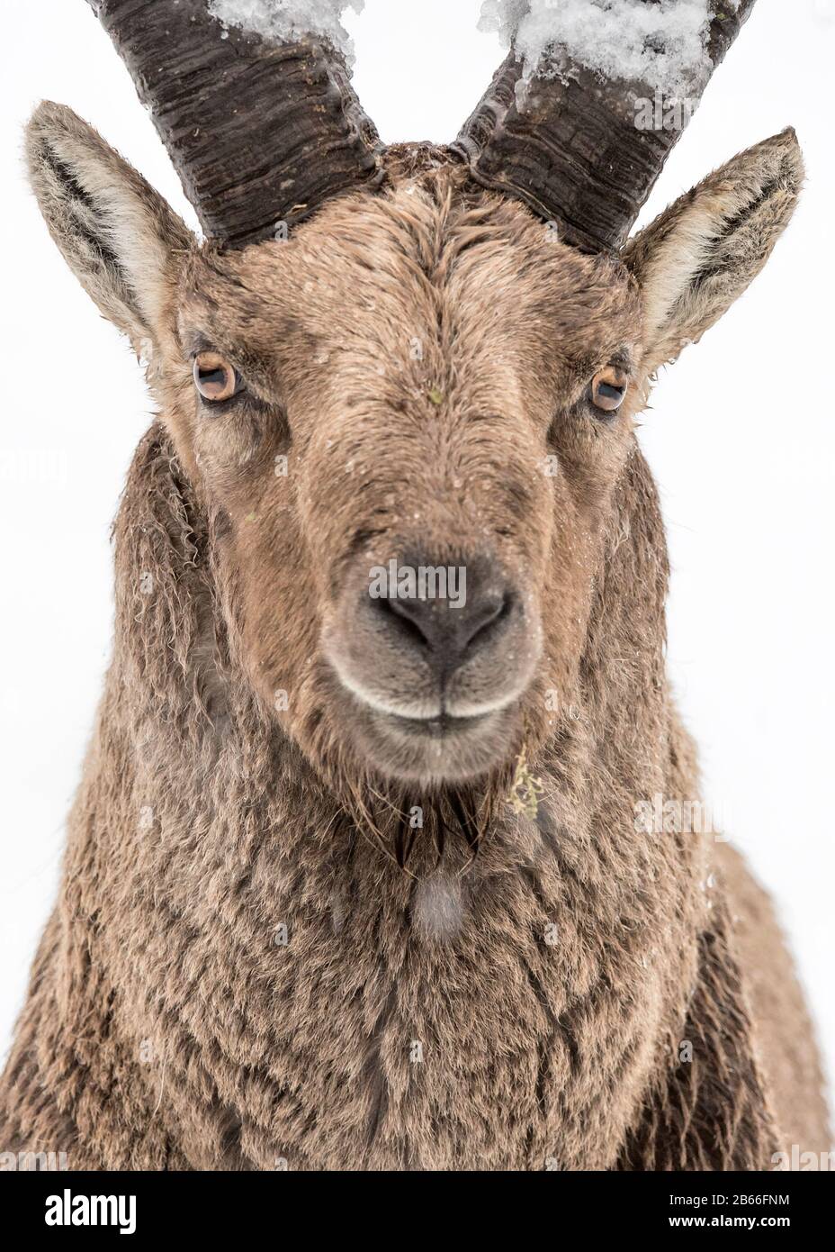Alpine ibex on white background (Capra ibex Stock Photo - Alamy