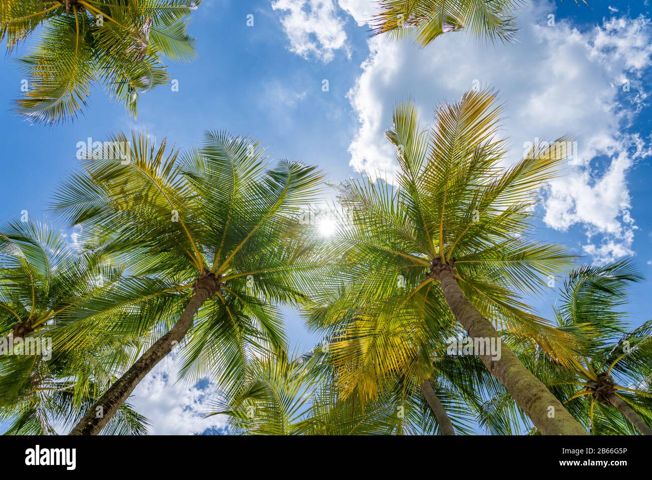 Coconut trees at the tropical beach Stock Photo - Alamy