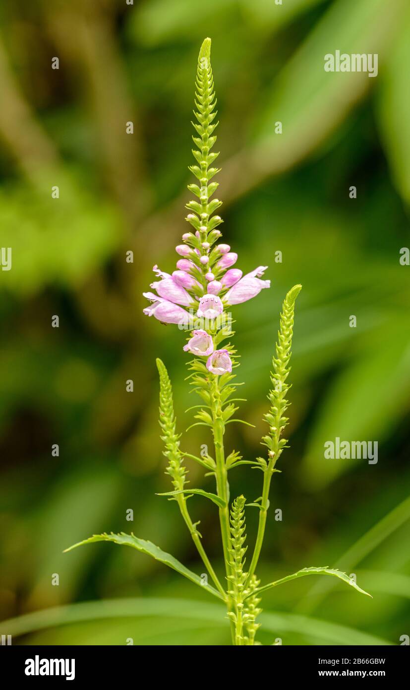 pink fox tail lily flower starting to bloom Stock Photo - Alamy