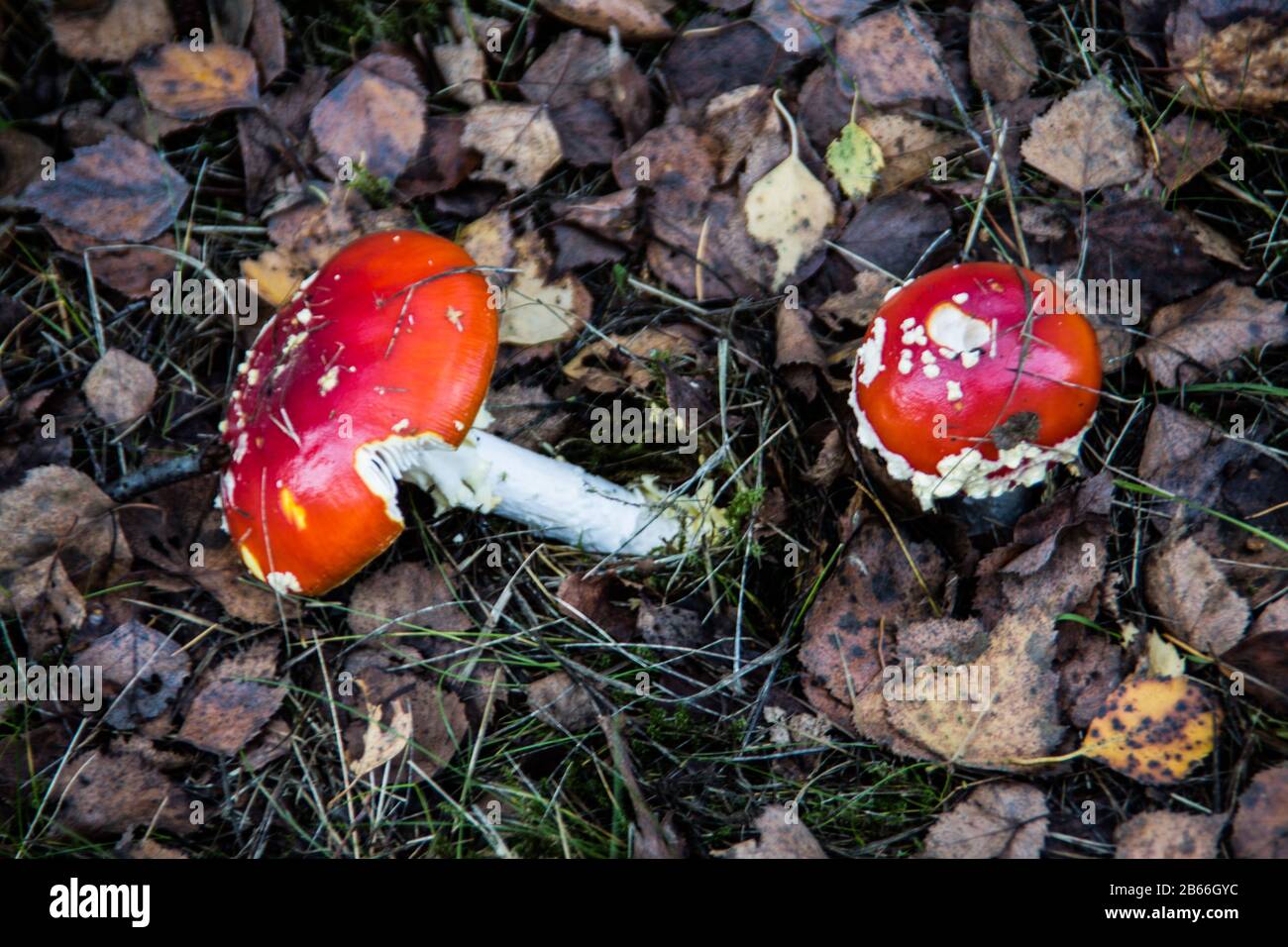 Toadstools with red cap in autumn Stock Photo - Alamy