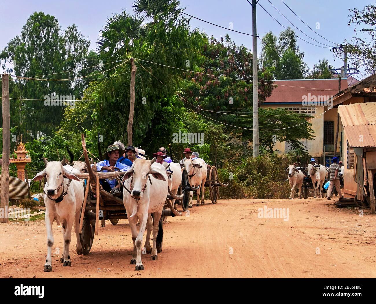 Cambodia, Siem Reap Province. Traditional KAMPONG TRALACH agricultural ...