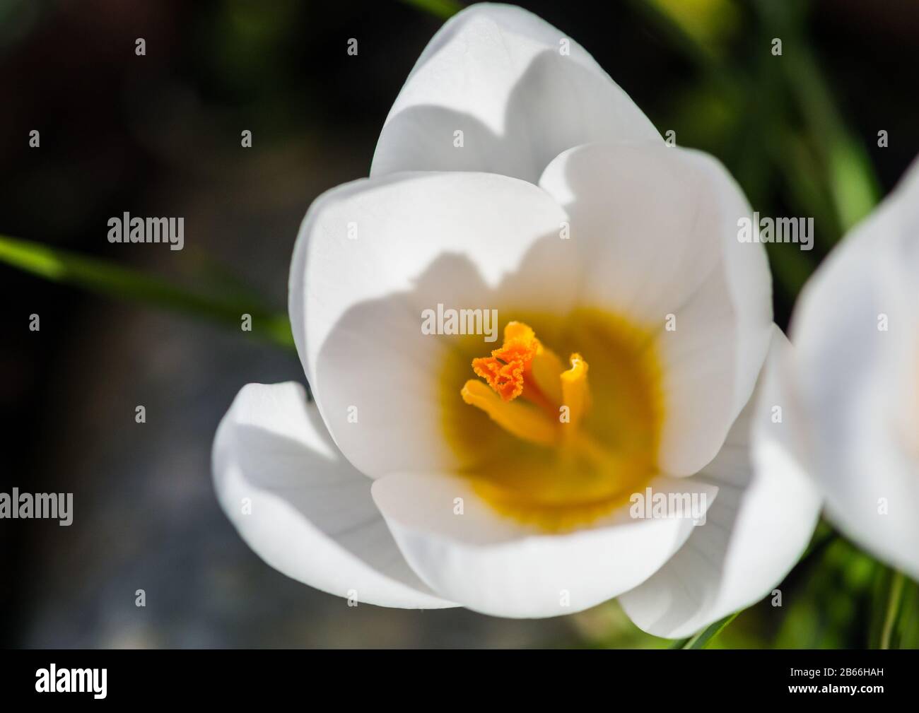 A macro shot looking inside a white crocus bloom Stock Photo - Alamy