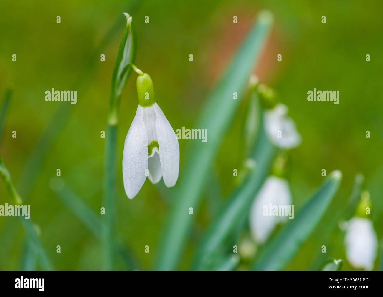 Snowdrop bloom hi-res stock photography and images - Alamy