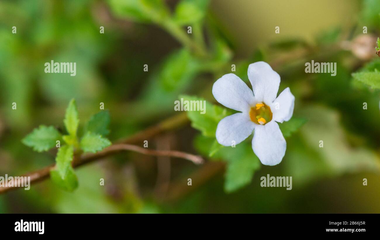 Bacopa hi-res stock photography and images - Alamy