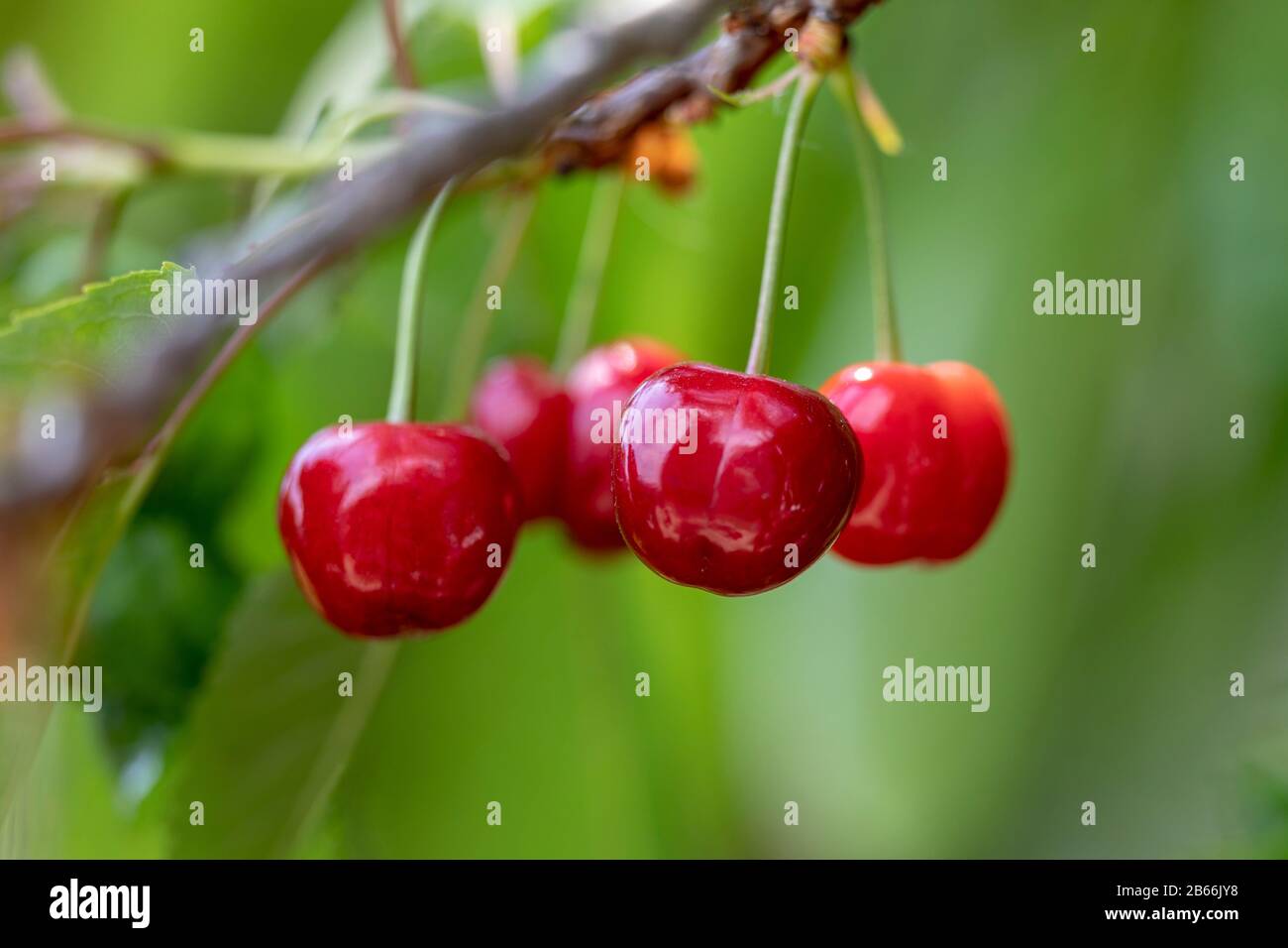Berries growing tree branch berry fruit hi-res stock photography and ...