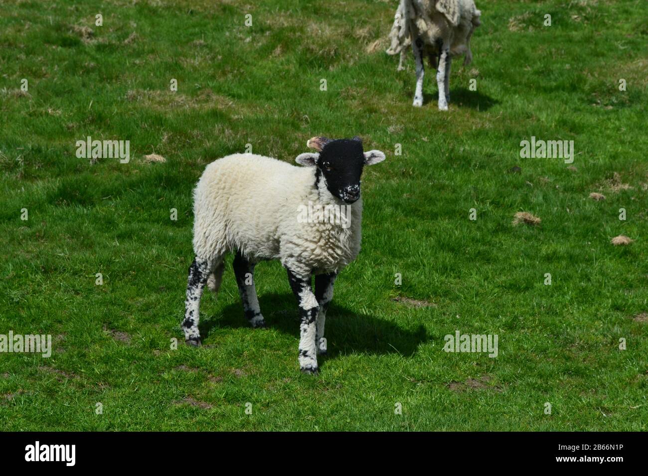 Lamb english countryside spring hi-res stock photography and images - Alamy